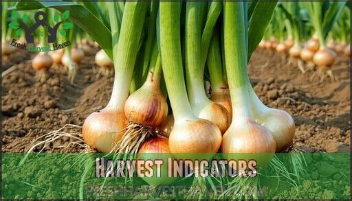 Signs When to Harvest Onions: Key Tips for a Perfect Garden Yield