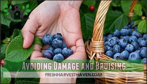 How to Harvest Ripe Blueberries: Perfect Timing & Techniques