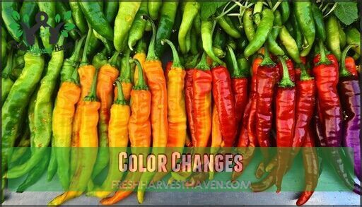 Harvesting Peppers for Storage: 5 Methods That Work Every Time