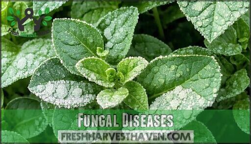 Common Herb Garden Pests Diseases: Simple Solutions & Prevention