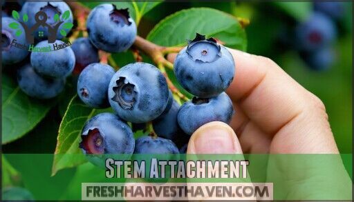 How to Harvest Ripe Blueberries: Perfect Timing & Techniques