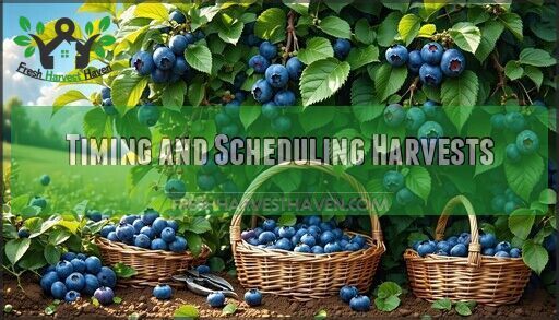 How to Harvest Ripe Blueberries: Perfect Timing & Techniques