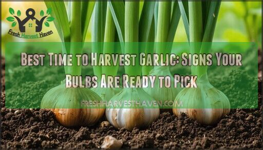 Best Time to Harvest Garlic: Signs Your Bulbs Are Ready to Pick