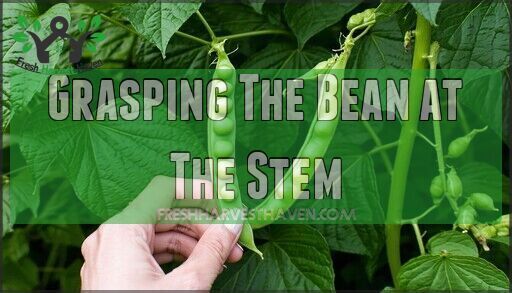 Harvesting Green Beans Tips: Pro Secrets for Maximum Yield & Quality