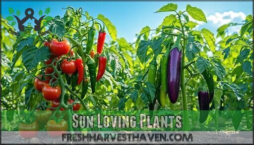 Sunlight Requirements for Vegetable Garden: Complete Growing Guide