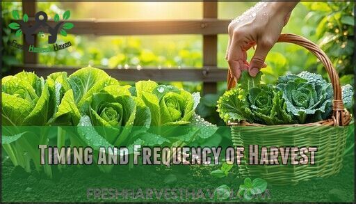 Harvesting Leafy Green Vegetables: Complete Guide to Maximize Yield