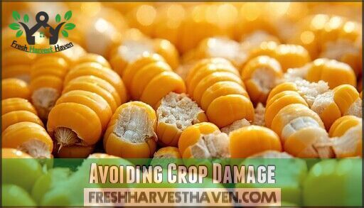 Harvesting Corn Properly: Complete Guide to Perfect Timing & Technique