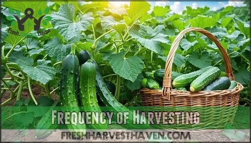 Harvesting Ripe Cucumbers: When & How to Pick Them Right