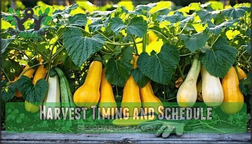 When to Harvest Spaghetti Squash: Perfect Timing & Signs