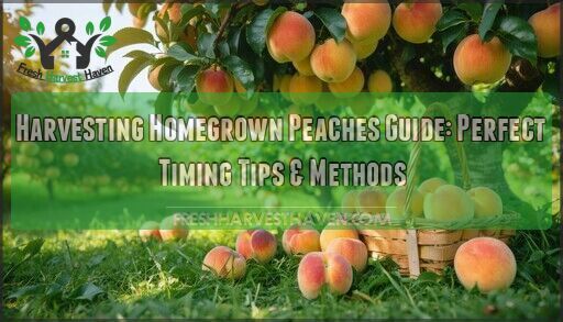 Harvesting Homegrown Peaches Guide: Perfect Timing Tips & Methods
