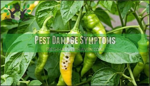 Identifying Pests on Pepper Plants: Fast Control Guide 2025