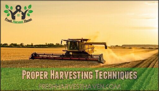 Harvesting Corn Properly: Complete Guide to Perfect Timing & Technique