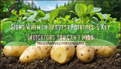 Signs When to Harvest Potatoes: 5 Key Indicators You Can't Miss